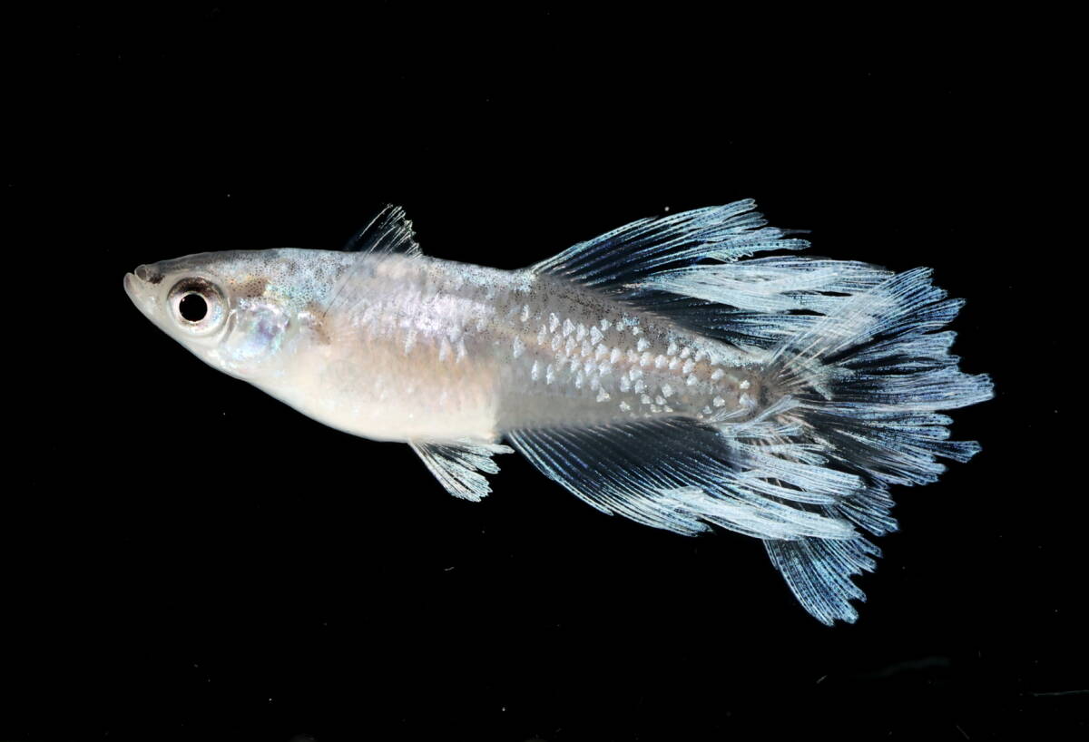 Yahoo!オークション - 【Azuma】 最高グレード グラディオ R7 画像の2...