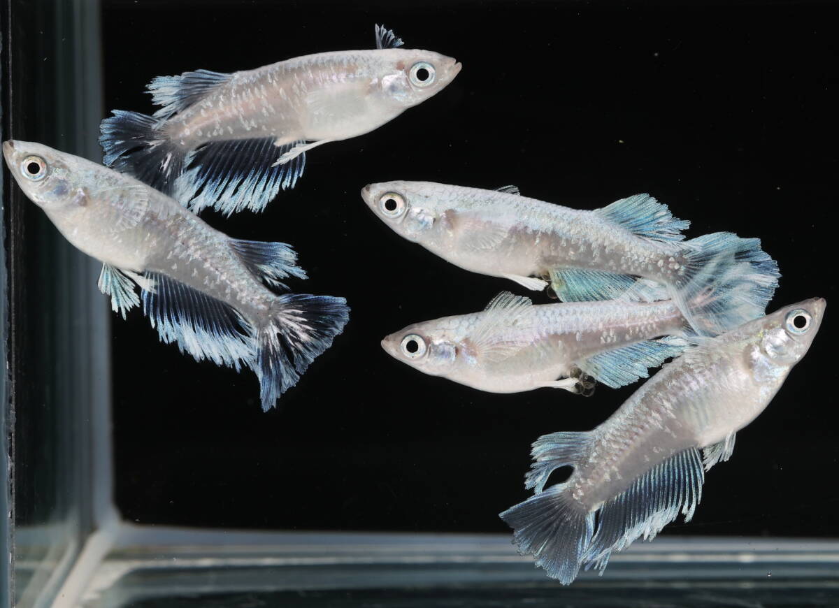 Yahoo!オークション - 【Azuma】 最高グレード グラディオ R7 画像の...