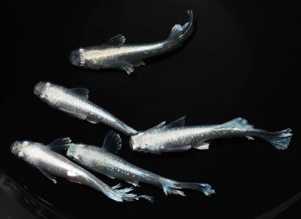 Yahoo!オークション - 【Azuma】 最高グレード グラディオ R7 画像の...