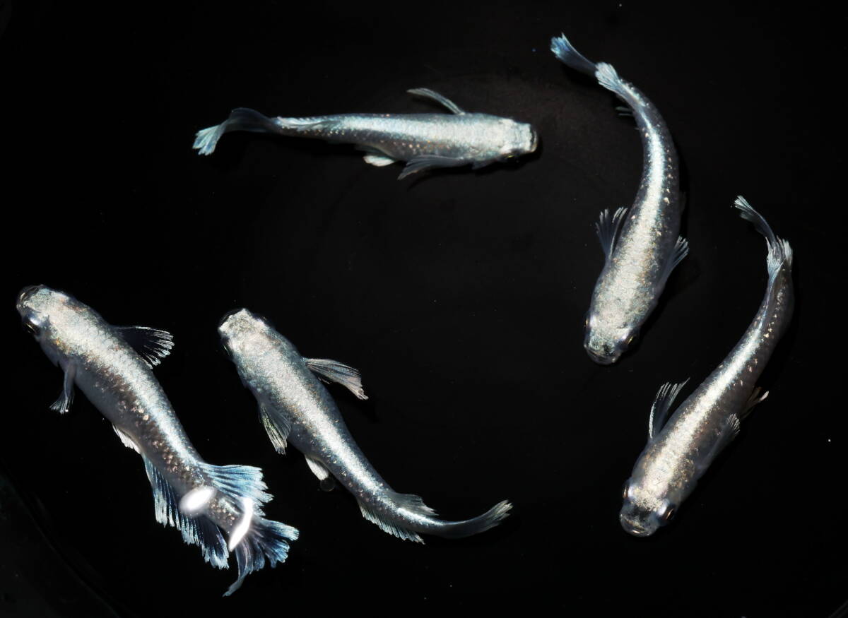 Yahoo!オークション - 【Azuma】 最高グレード グラディオ R7 画像の...