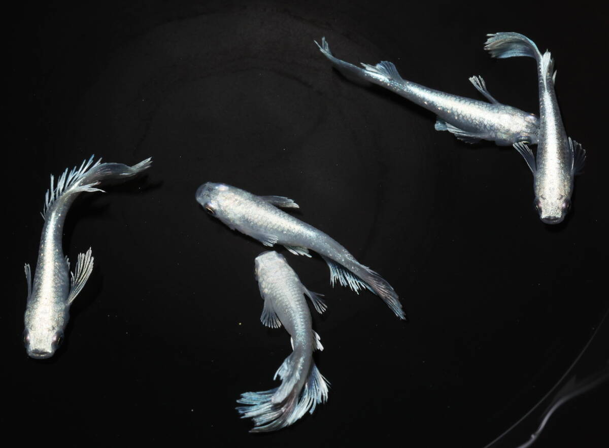 Yahoo!オークション - 【Azuma】 最高グレード グラディオ R7 画像の...