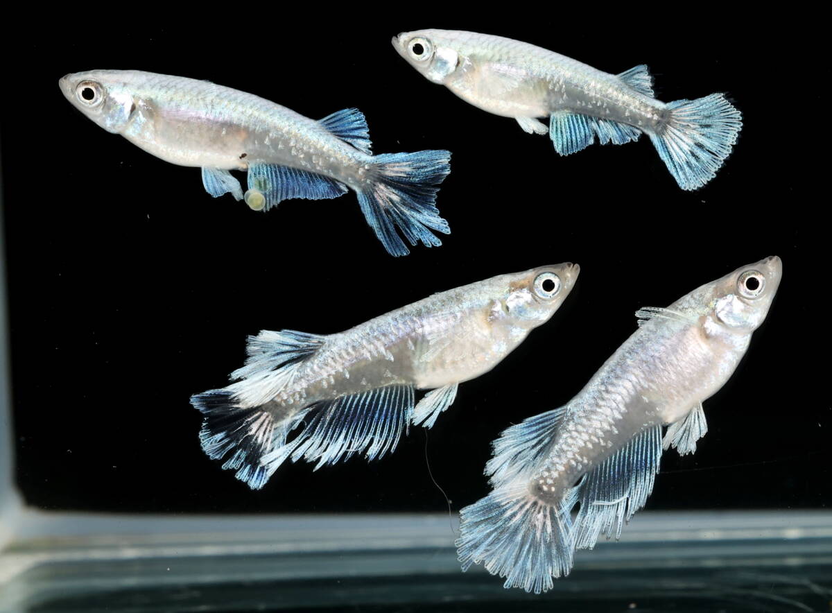 Yahoo!オークション - 【Azuma】 最高グレード グラディオ R7 画像の2...