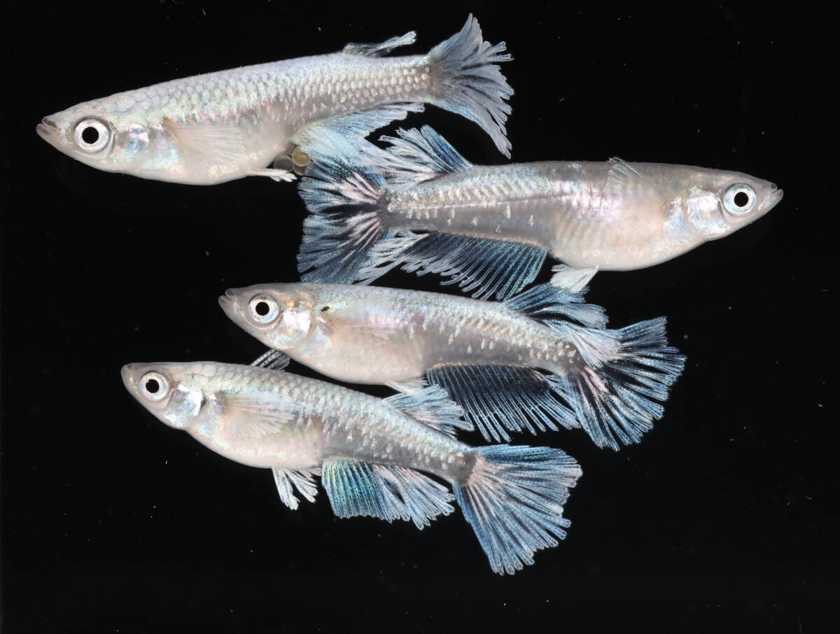 Yahoo!オークション - 【Azuma】 最高グレード グラディオ R7 画像の2...