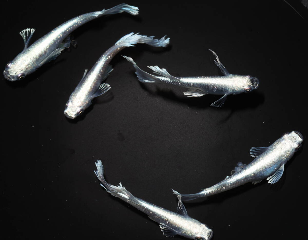 Yahoo!オークション - 【Azuma】 最高グレード グラディオ R7 画像の...