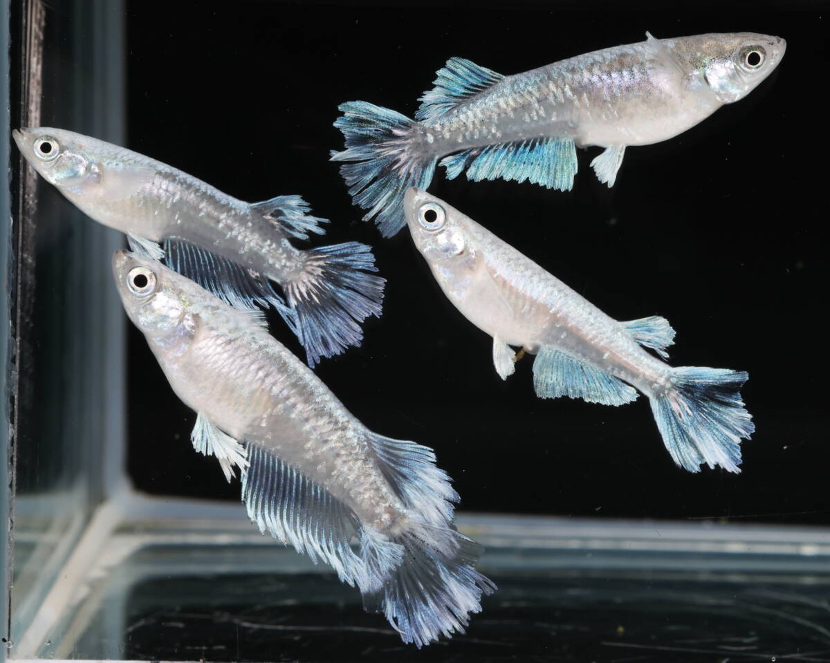 Yahoo!オークション - 【Azuma】 最高グレード グラディオ R7 画像の2...