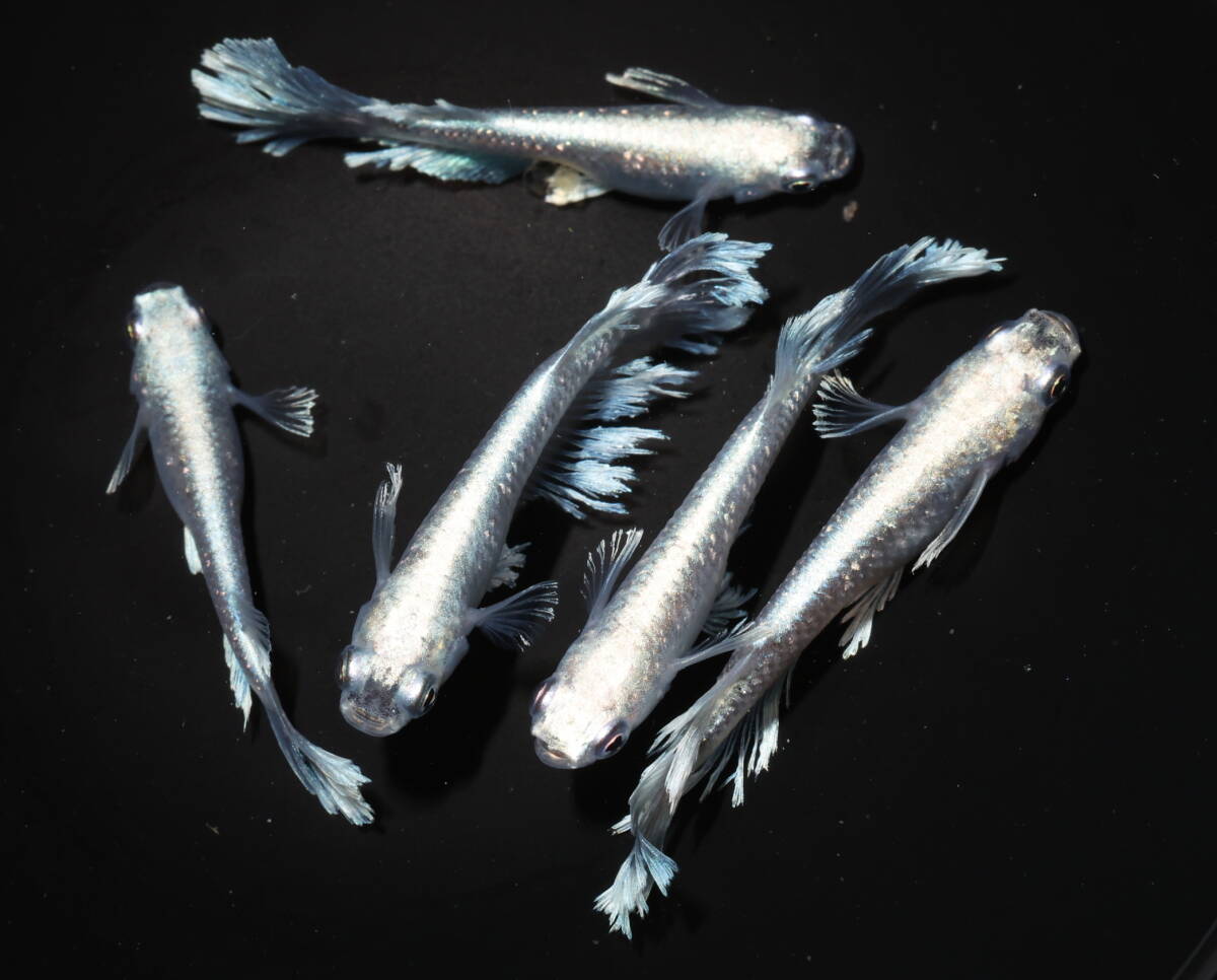 Yahoo!オークション - 【Azuma】 最高グレード グラディオ R7（♀大き...