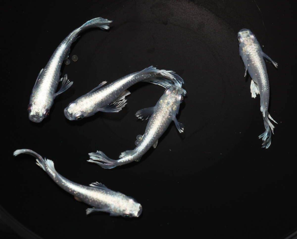 Yahoo!オークション - 【Azuma】 最高グレード グラディオ R7 画像の...