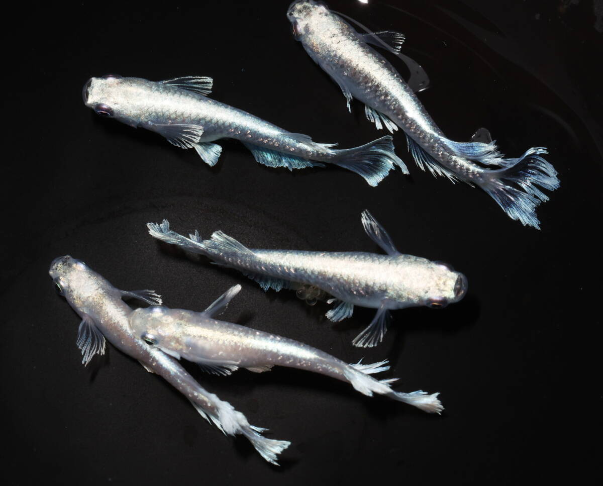 Yahoo!オークション - 【Azuma】 最高グレード グラディオ R7 画像の...