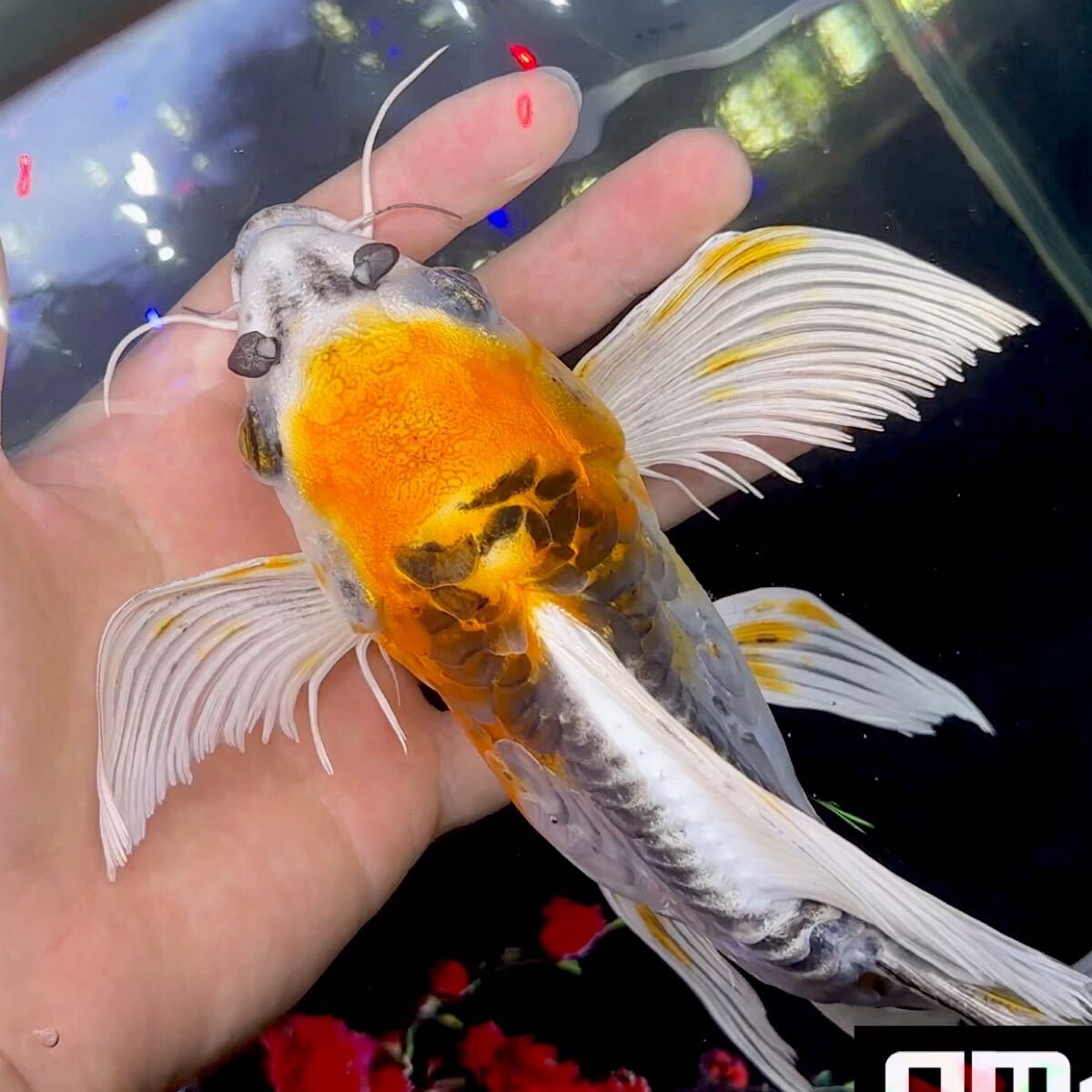 Yahoo!オークション - GPH スーパーVIPグレード ドラゴンスケール 達...