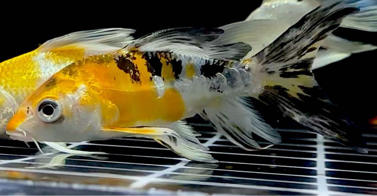 Yahoo!オークション - GPH VIPグレード 新潟県産 ヒレナガ錦鯉 ドイツ...