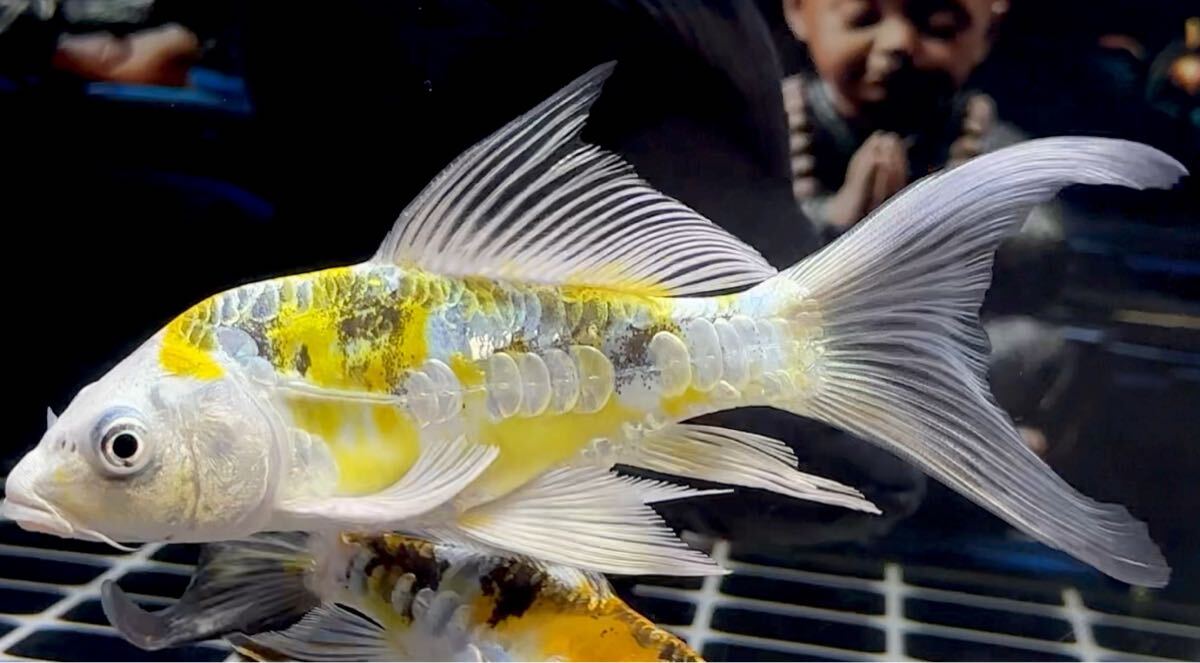 Yahoo!オークション - GPH VIPグレード 新潟県産 ヒレナガ錦鯉 ドイツ...