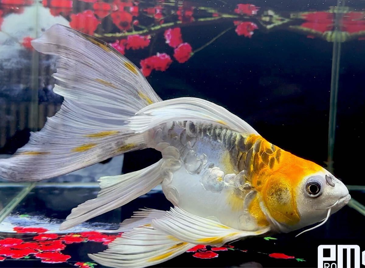 Yahoo!オークション - GPH スーパーVIPグレード ドラゴンスケール 達...