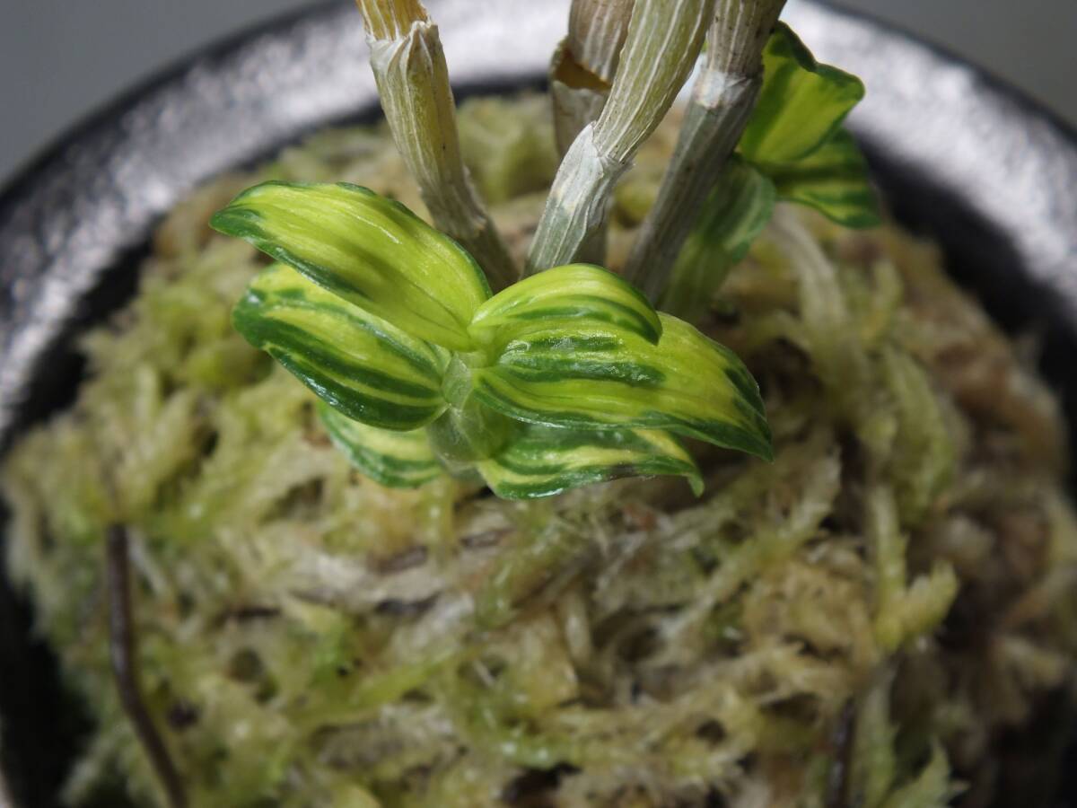 Yahoo!オークション - 山野草/長生蘭/富貴蘭/風蘭/斑入り セッコク「羅...