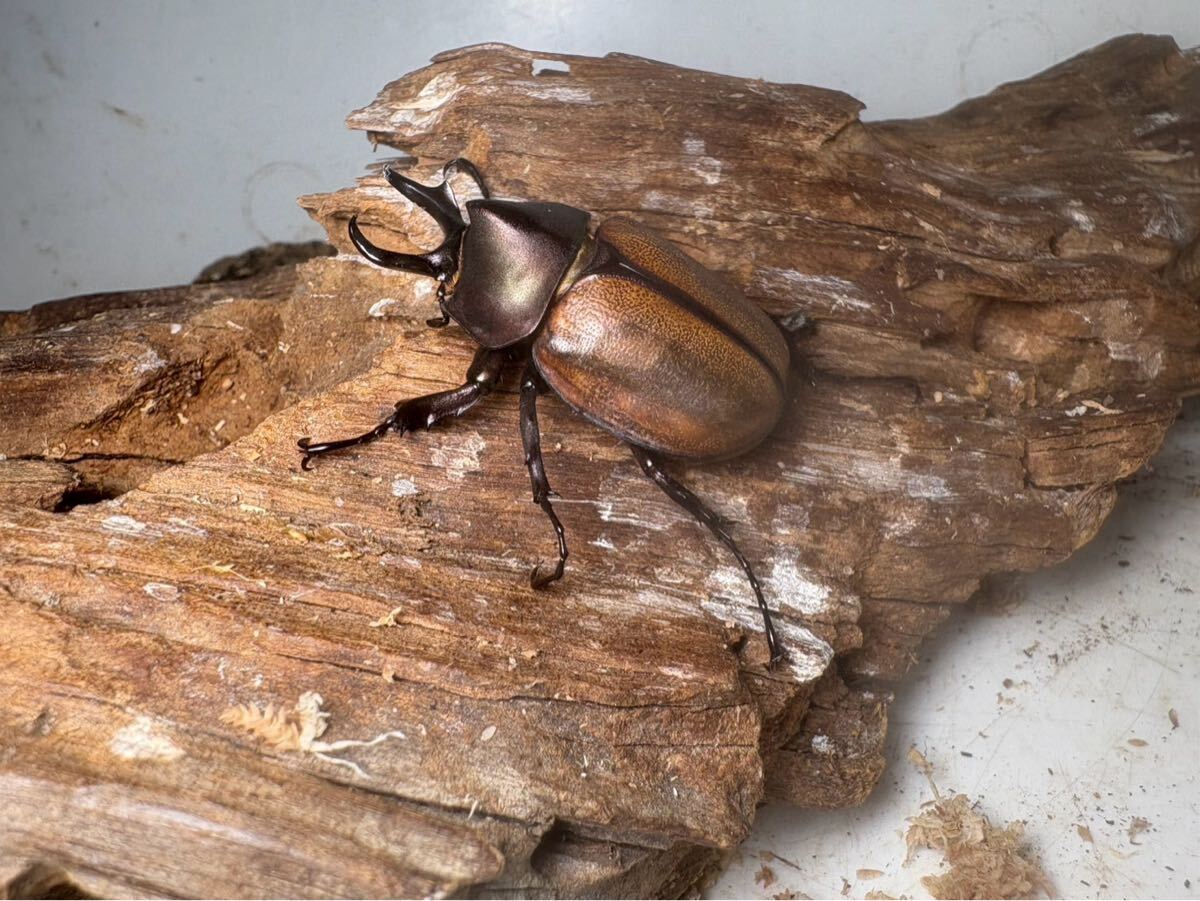 Yahoo!オークション - 売切 マルガリータヒナカブトCBF1 ♂♀②