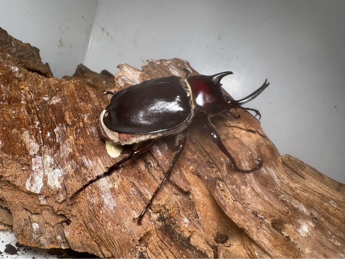 Yahoo!オークション - パチェコヒメゾウカブトCBF1 ♂♀ ペア