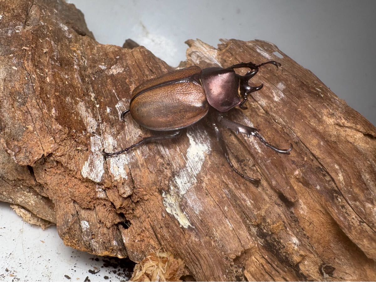 Yahoo!オークション - 売切 マルガリータヒナカブトCBF1 ♂♀