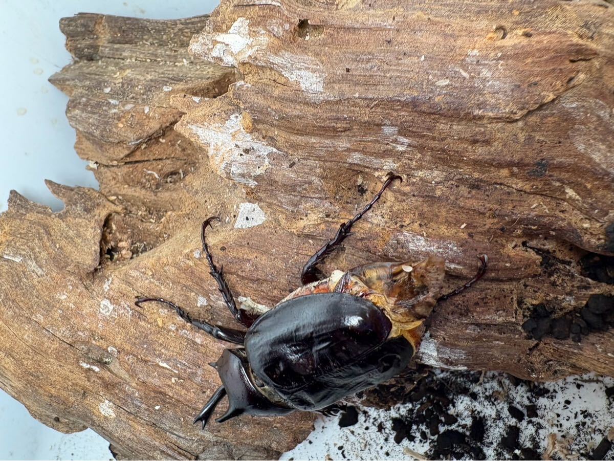 Yahoo!オークション - パチェコヒメゾウカブトCBF1 ♂♀ ペア