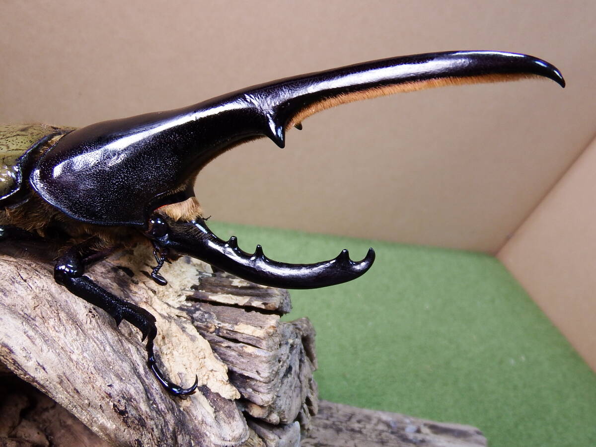 Yahoo!オークション - DHヘラクレス ♂157mm ヘラクレスオオカブト