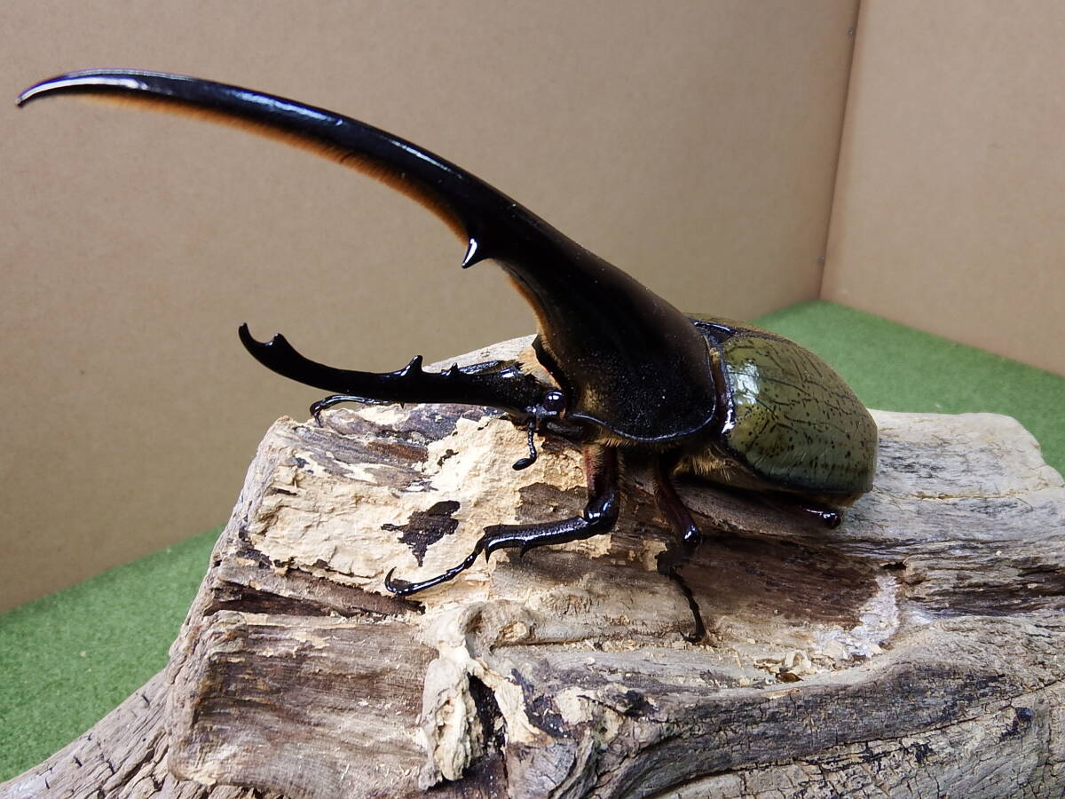 Yahoo!オークション - DHヘラクレス ♂147mm ヘラクレスオオカブト