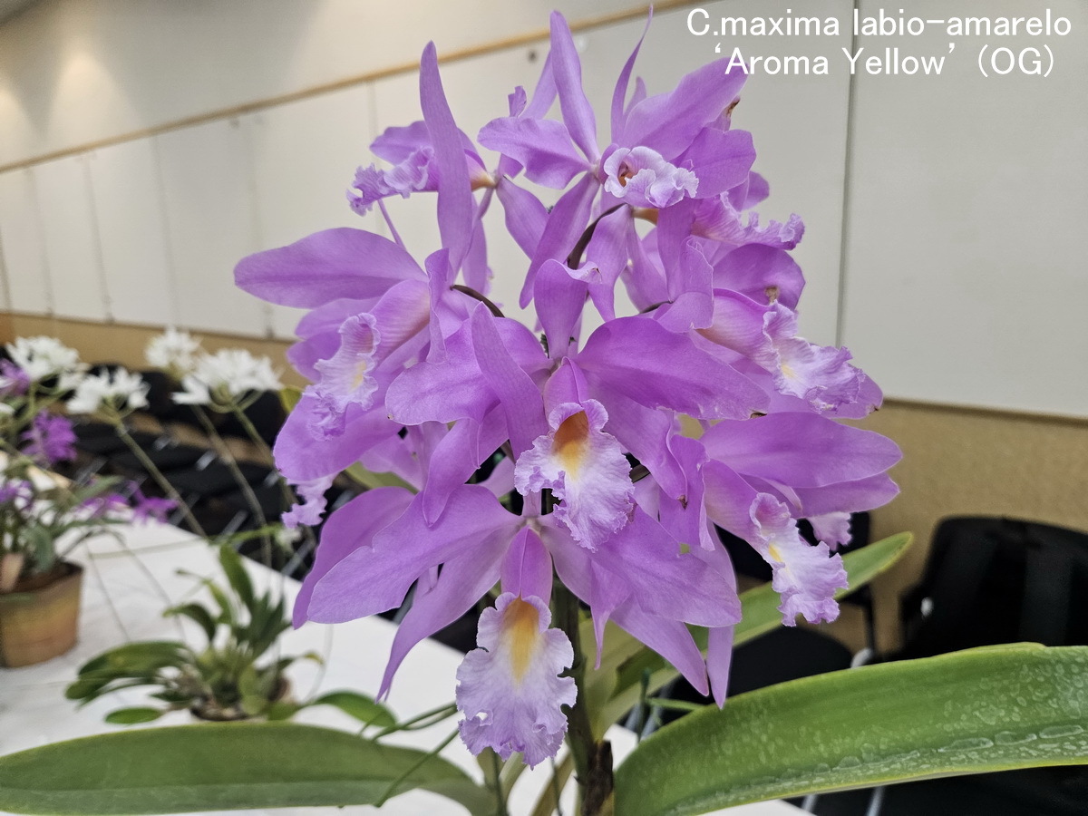 Yahoo!オークション - 洋蘭 原種 カトレアC.maxima labio-amarelo ‘A...