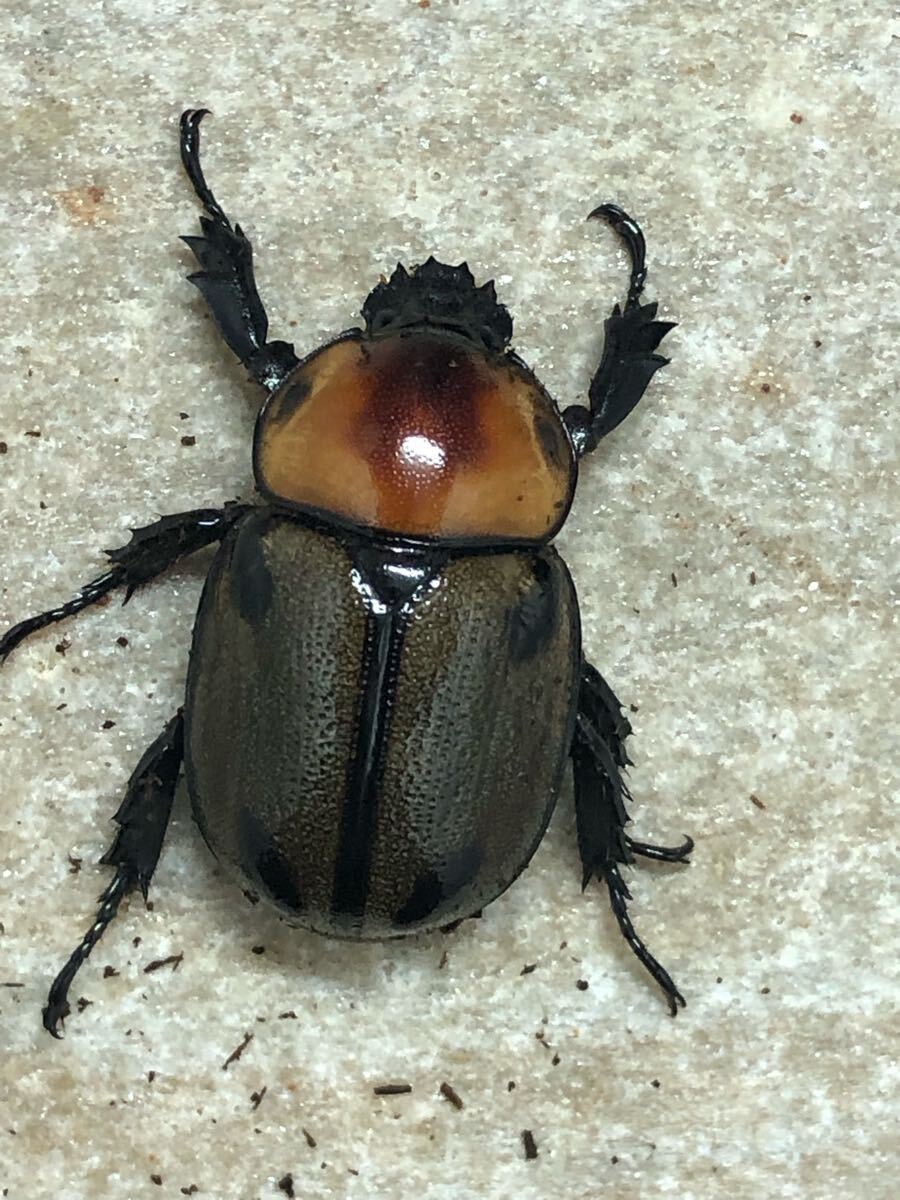 Yahoo!オークション - ヨツボシヒナカブト ♂♀♀トリオ② cbf2