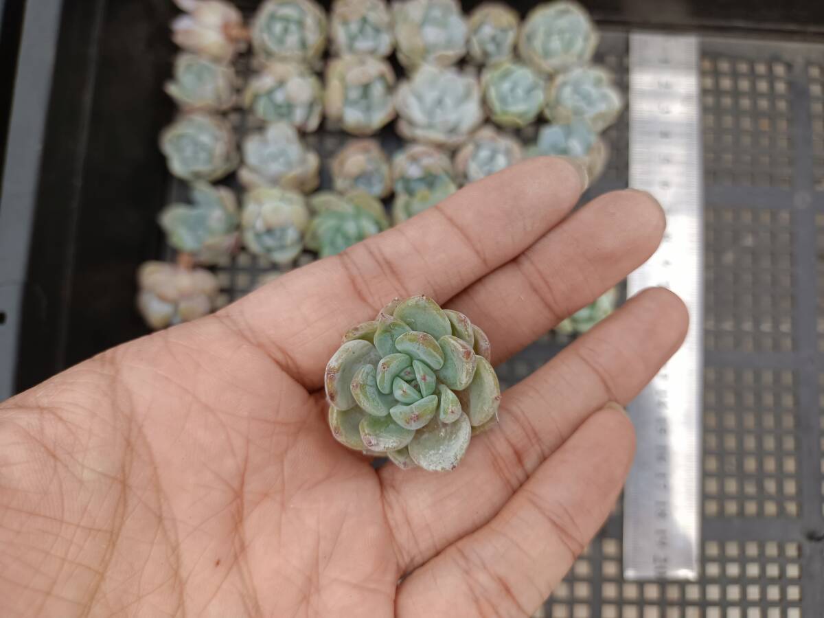 Yahoo!オークション - 0722-Q034 モンロー30個 多肉植物 韓国 エケベリ...