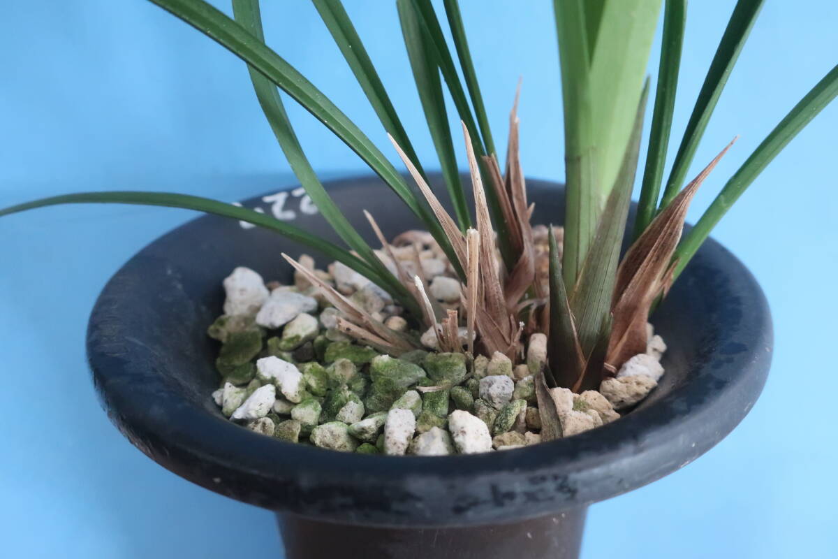 Yahoo!オークション - 寒蘭-227-5H4 渚×天彦 苗 交配種 未開花株 シラ...