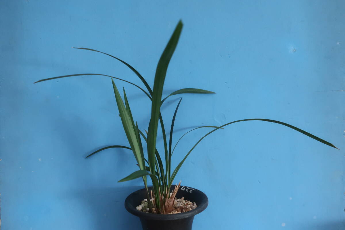 Yahoo!オークション - 寒蘭-227-5H4 渚×天彦 苗 交配種 未開花株 シラ...