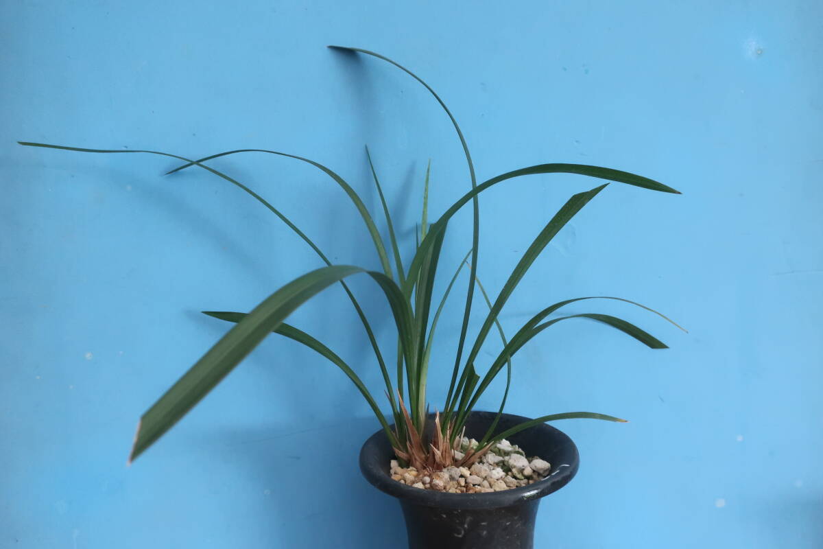 Yahoo!オークション - 寒蘭-227-5H4 渚×天彦 苗 交配種 未開花株 シラ...