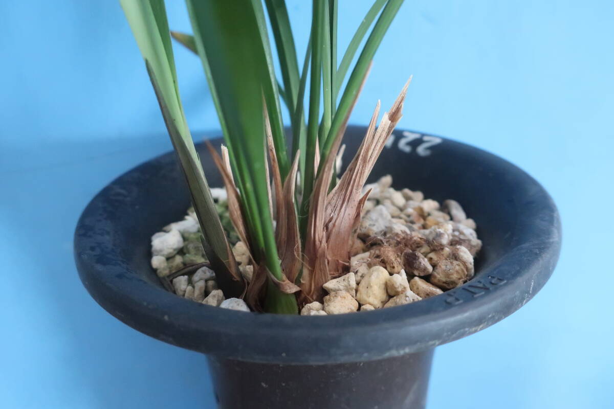 Yahoo!オークション - 寒蘭-227-5H4 渚×天彦 苗 交配種 未開花株 シラ...