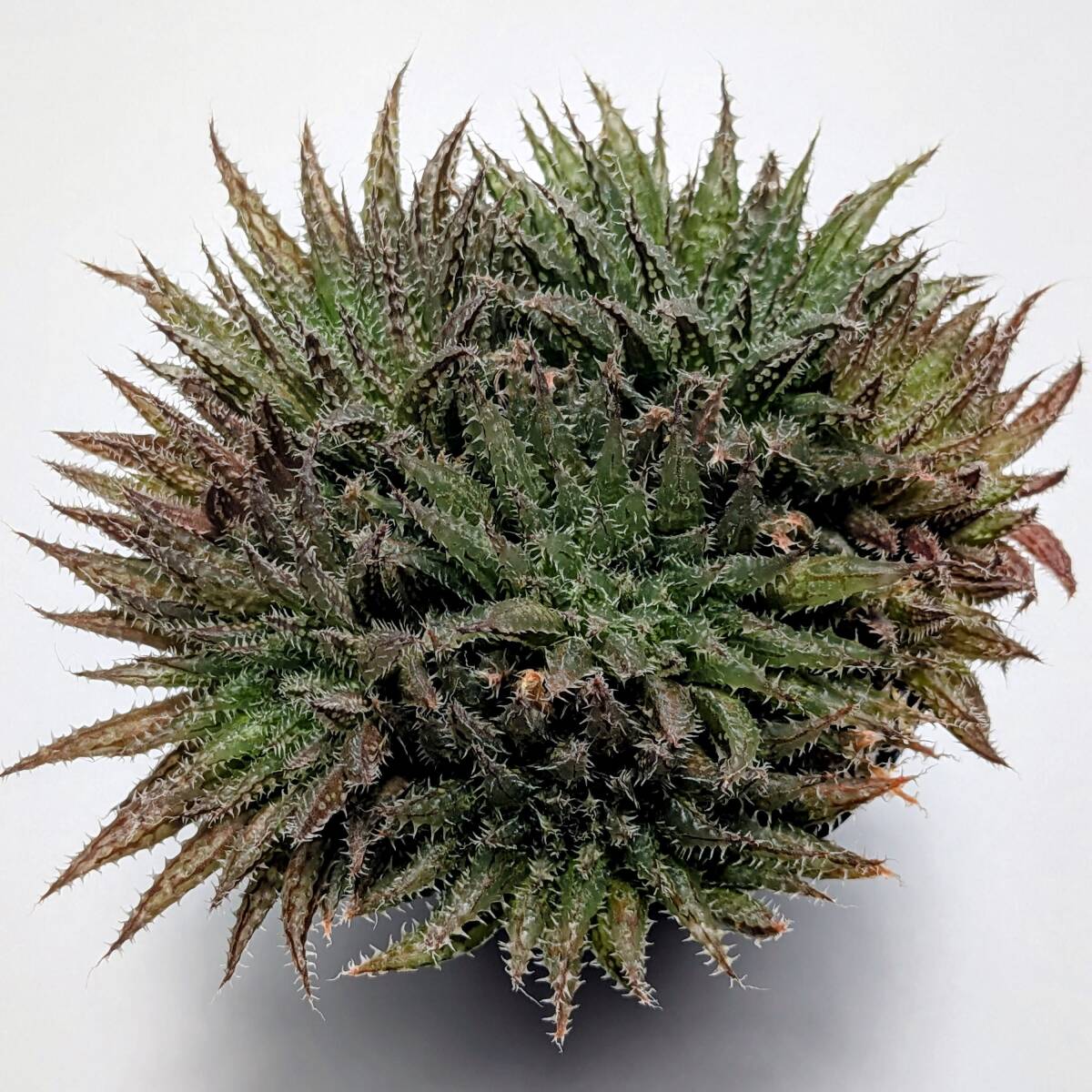 Yahoo!オークション - ハオルチア notabilis (JDV87/197)