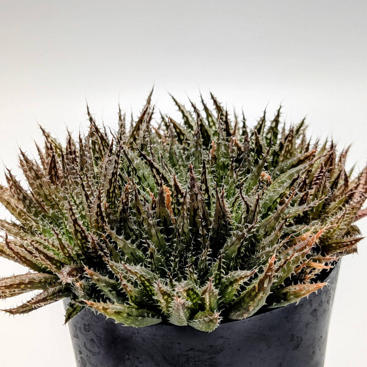 Yahoo!オークション - ハオルチア notabilis (JDV87/197)