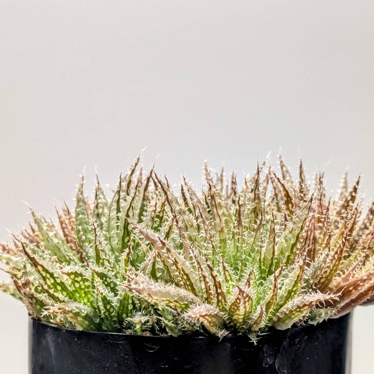 Yahoo!オークション - ハオルチア notabilis (JDV87/197)