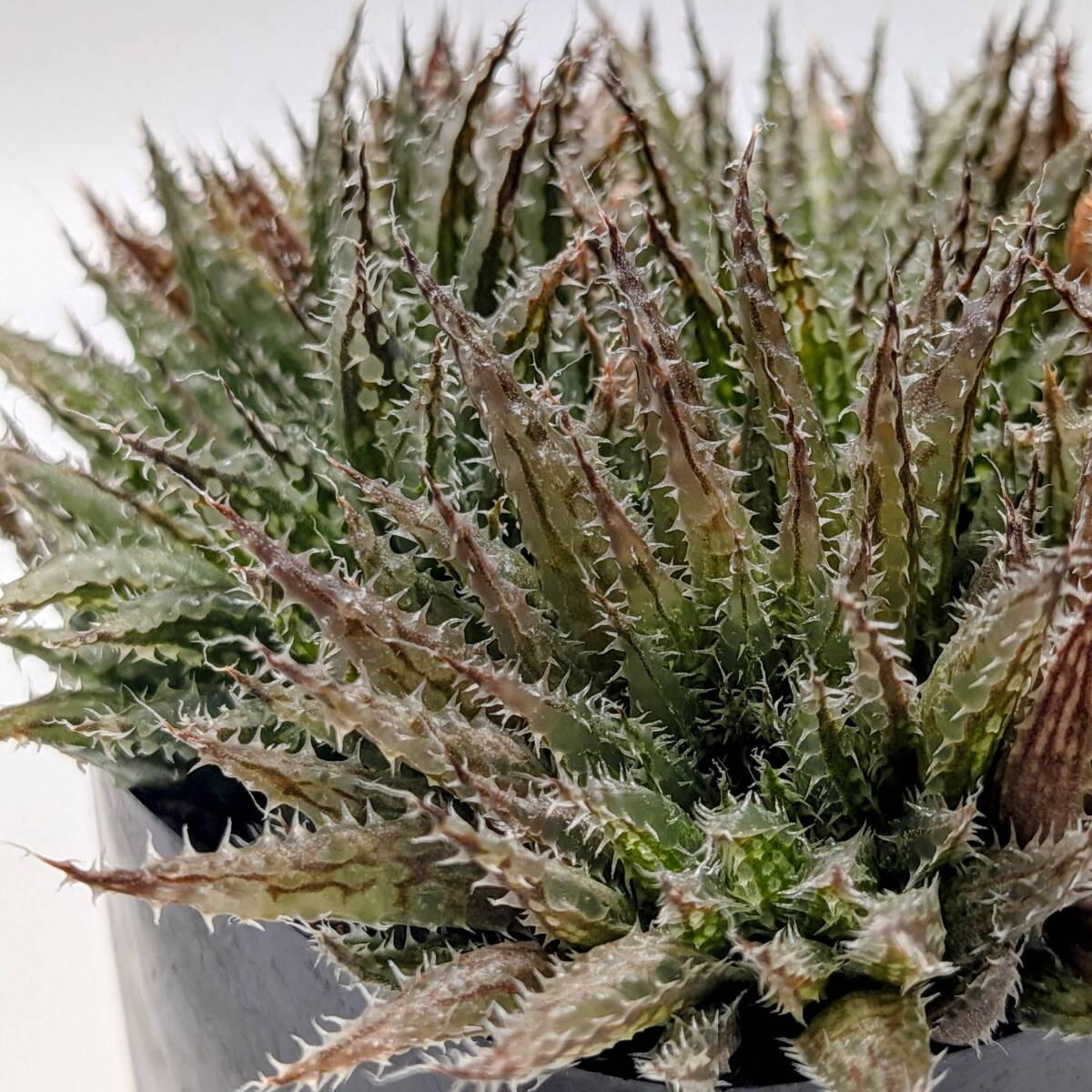 Yahoo!オークション - ハオルチア notabilis (JDV87/197)