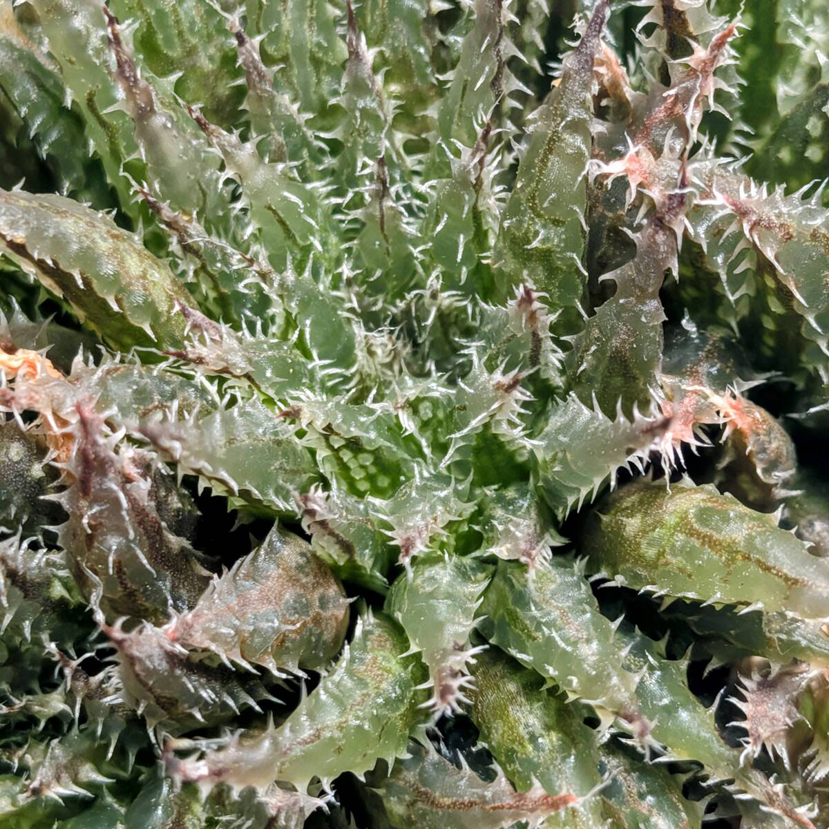 Yahoo!オークション - ハオルチア notabilis (JDV87/197)