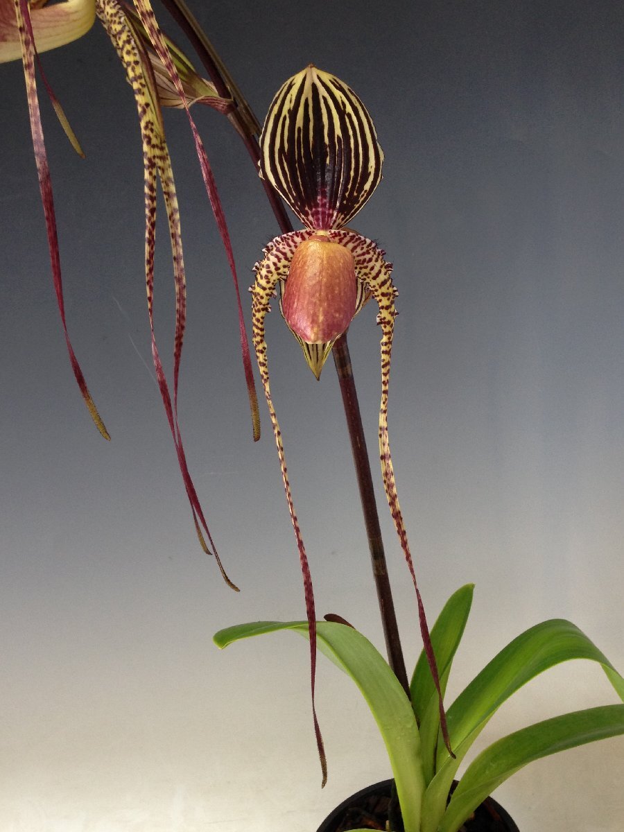 Yahoo!オークション - 値引き再出品 洋蘭 パフィオ TA12760 TB19-50 Pa...