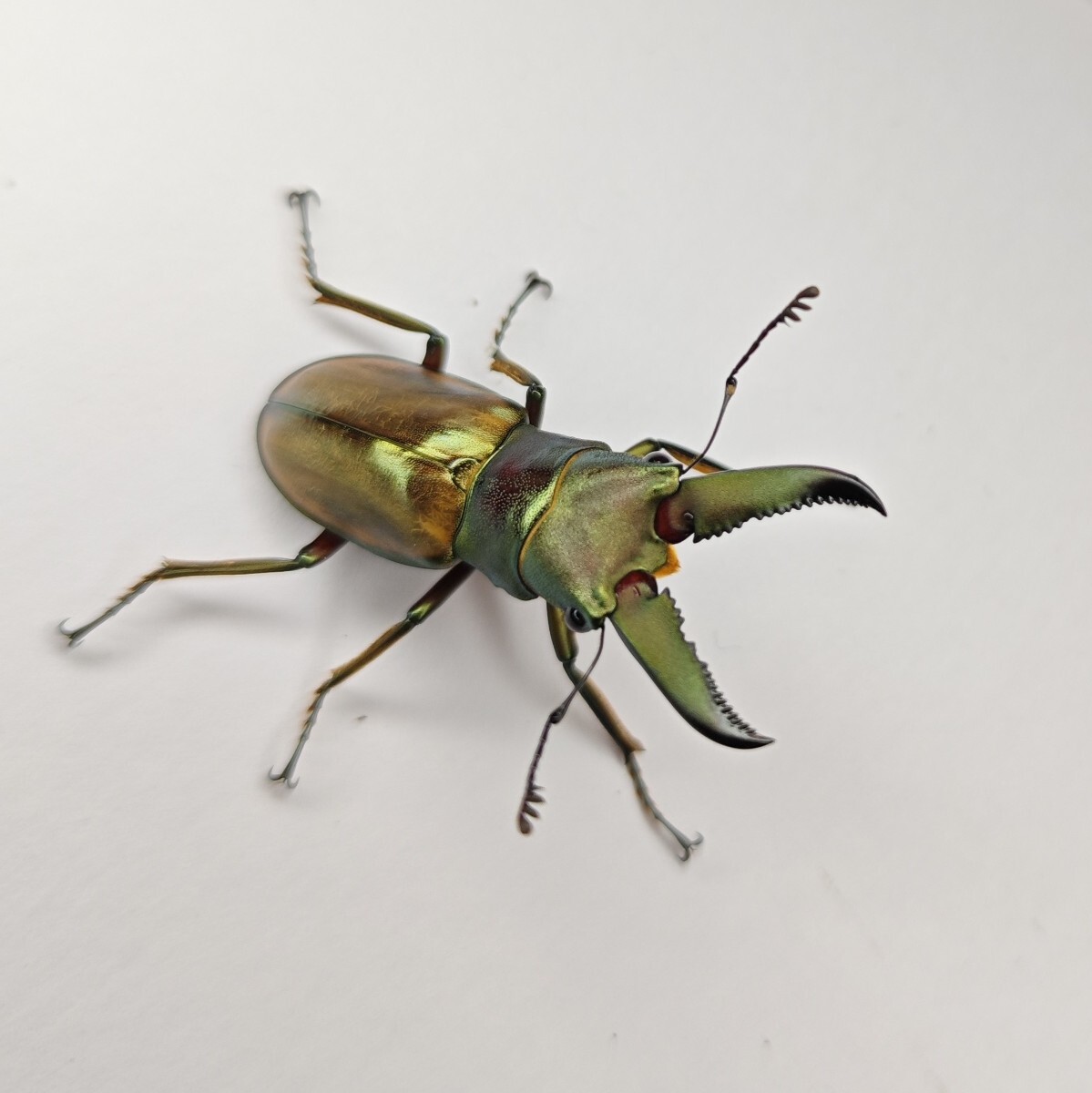 Yahoo!オークション - チュウホソアカ 2令幼虫 10頭 WF2《39.4mm...