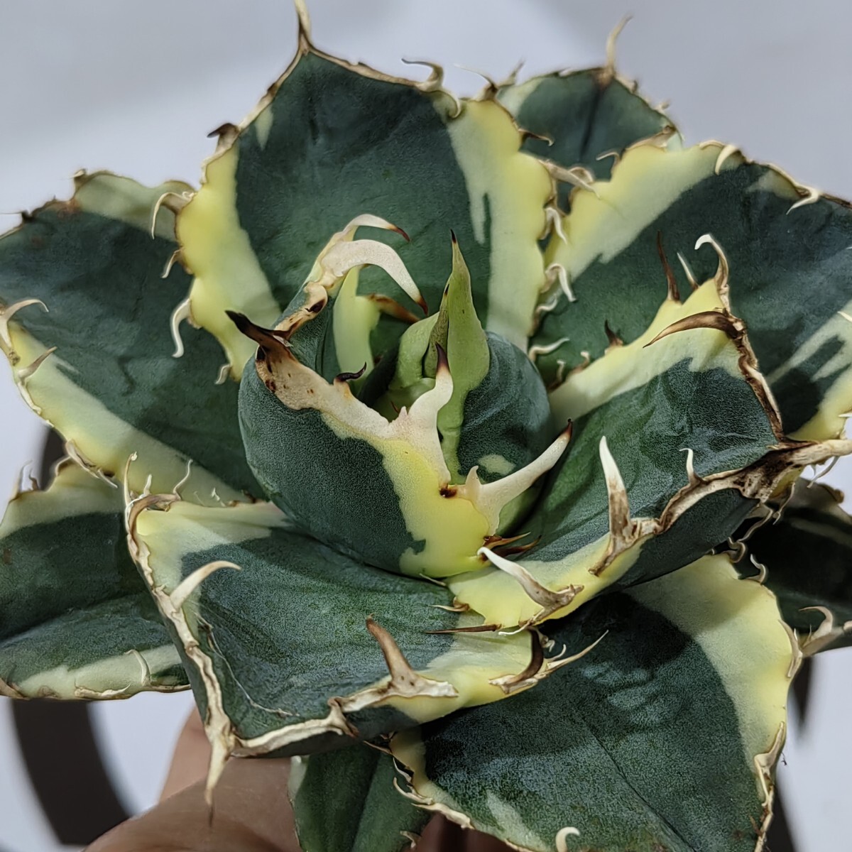 Yahoo!オークション - 014【上澳園芸】 アガベ チタノタ 白鯨錦 覆輪斑...