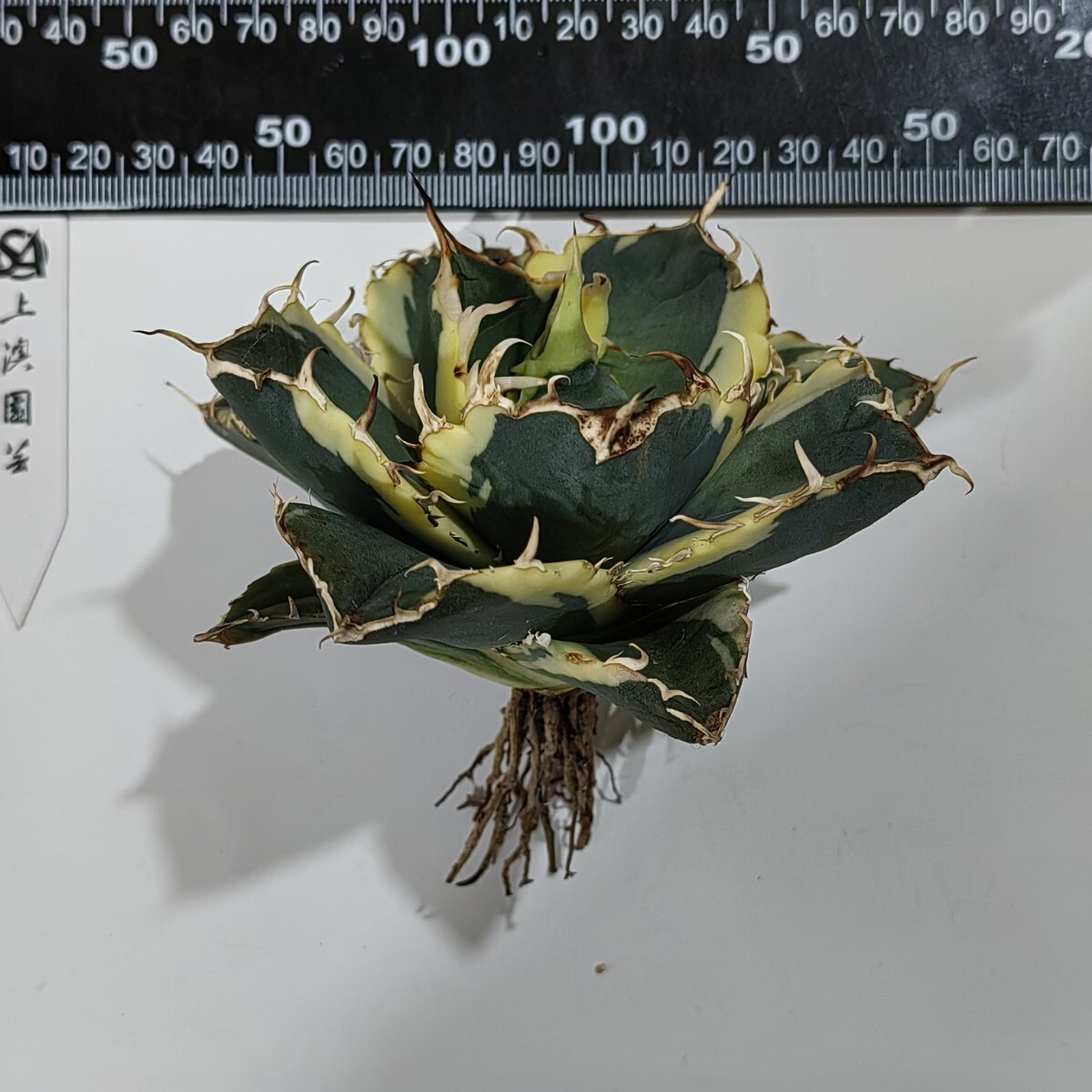 Yahoo!オークション - 014【上澳園芸】 アガベ チタノタ 白鯨錦 覆輪斑...