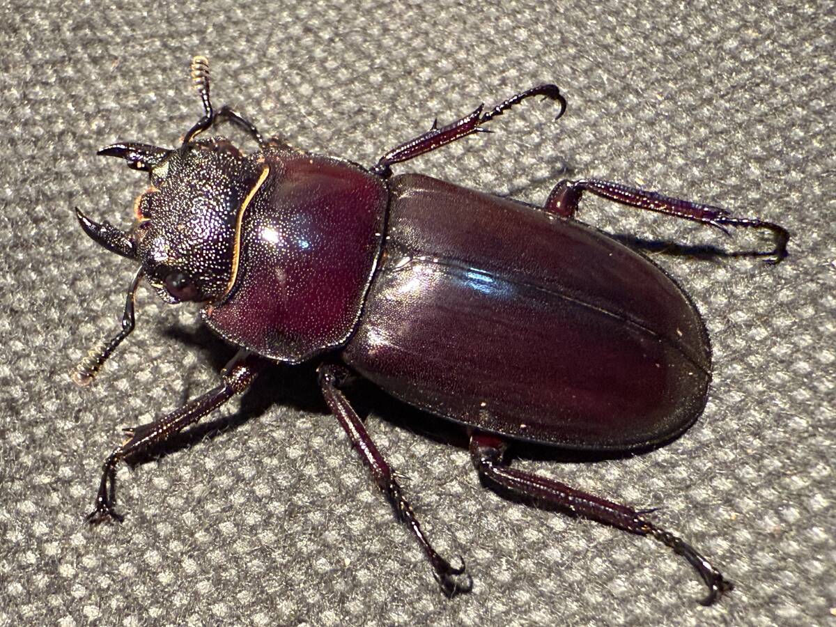 Yahoo!オークション - 【なめだんご】マンディブラリス 原名亜種 WF1 6...