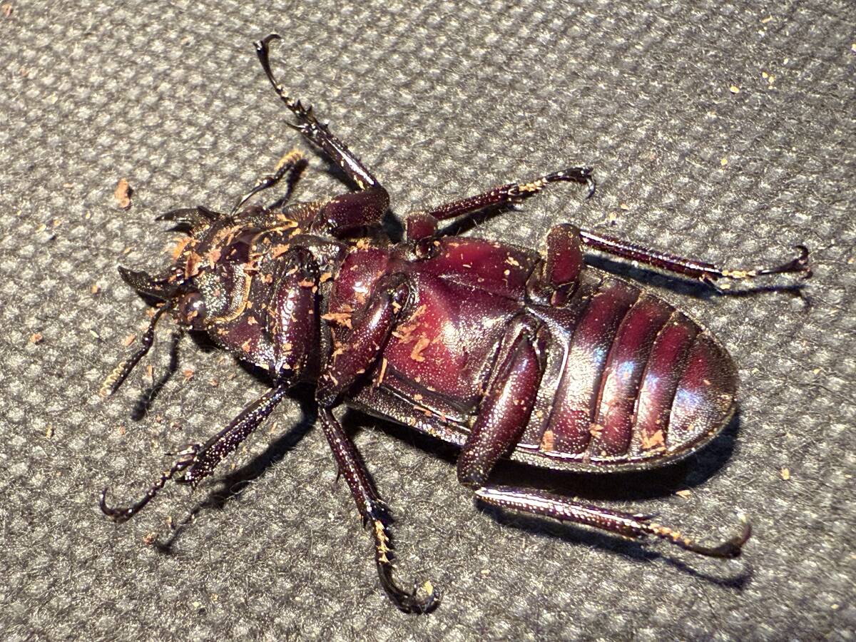 Yahoo!オークション - 【なめだんご】マンディブラリス 原名亜種 WF1 6...