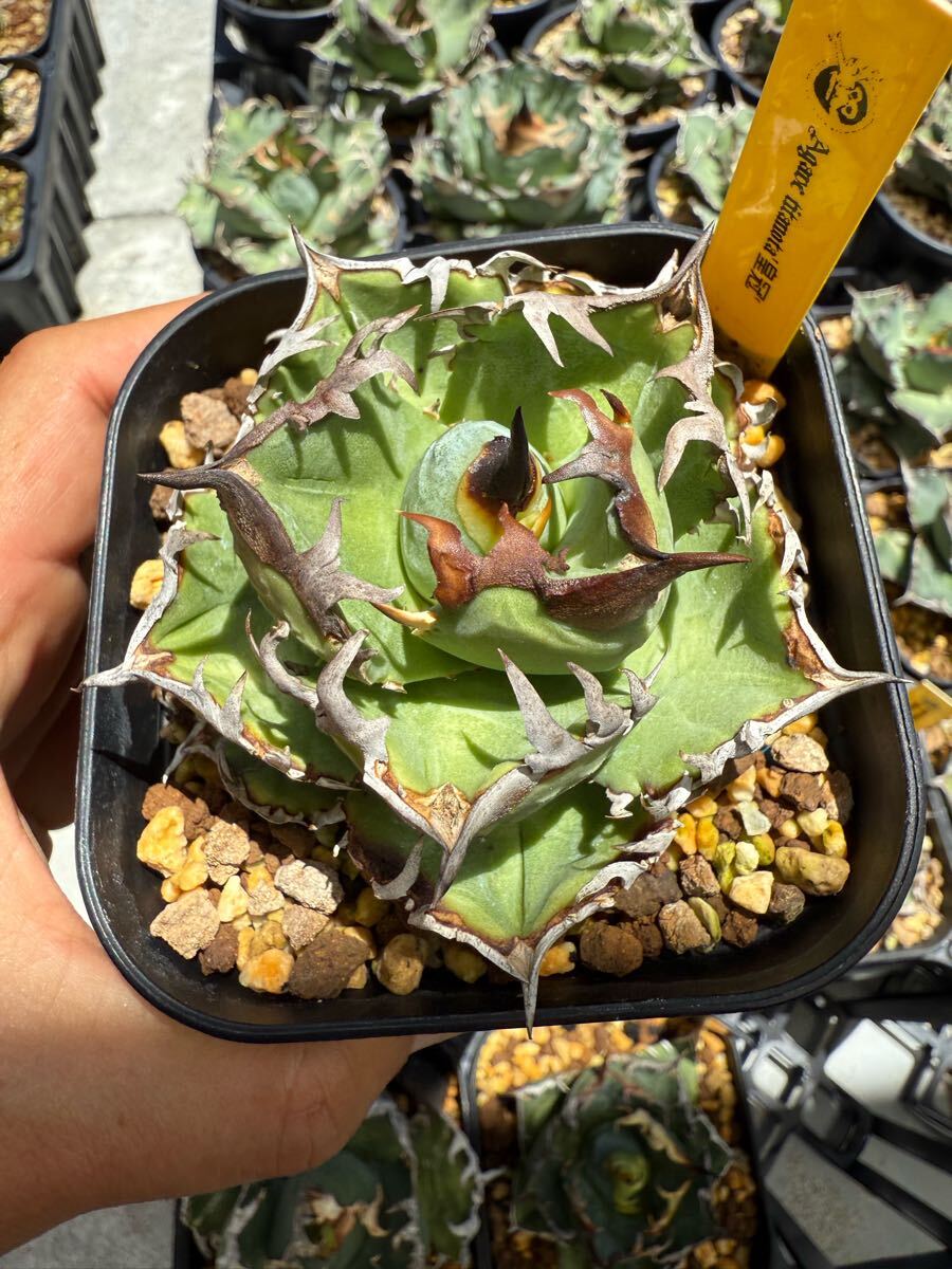 Yahoo!オークション - アガベ チタノタ クラウン 皇冠 lize産 コンパク...