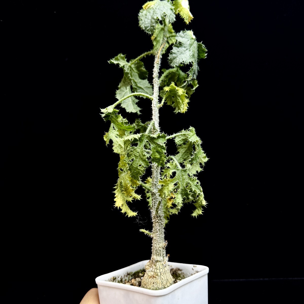 Yahoo!オークション - X44 世界で唯一木になるキュウリ キュウリノキ ...