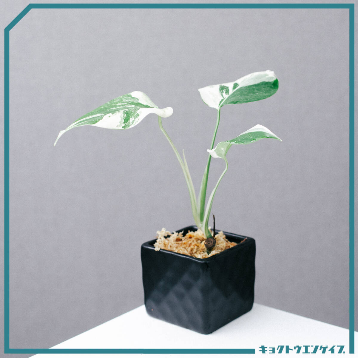 Yahoo!オークション - 074 Monstera borsigiana ‘Albo’ “White Tige...