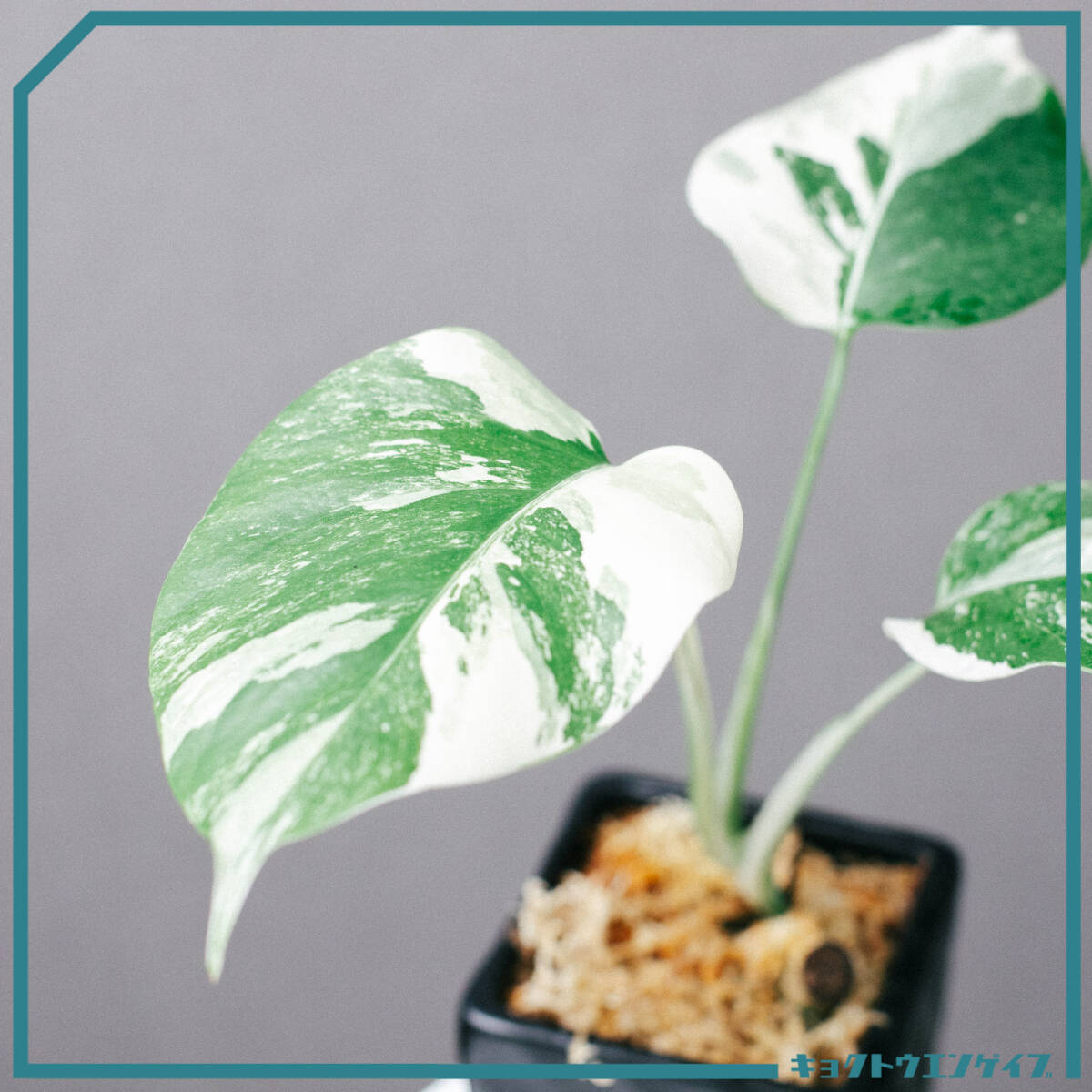 Yahoo!オークション - 074 Monstera borsigiana ‘Albo’ “White Tige...