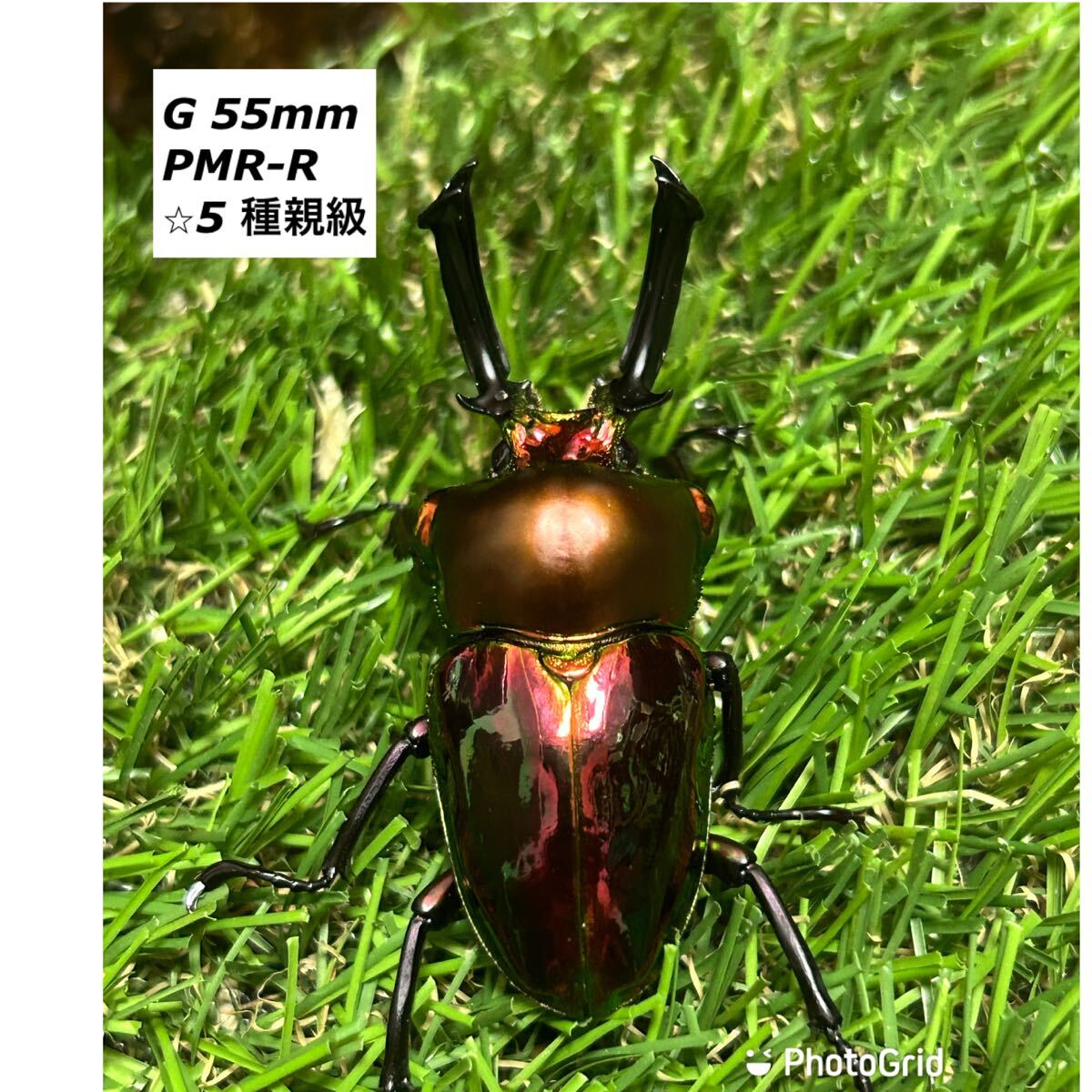 Yahoo!オークション - 【PMR-R】 ニジイロクワガタ ペア スーパーレッ...