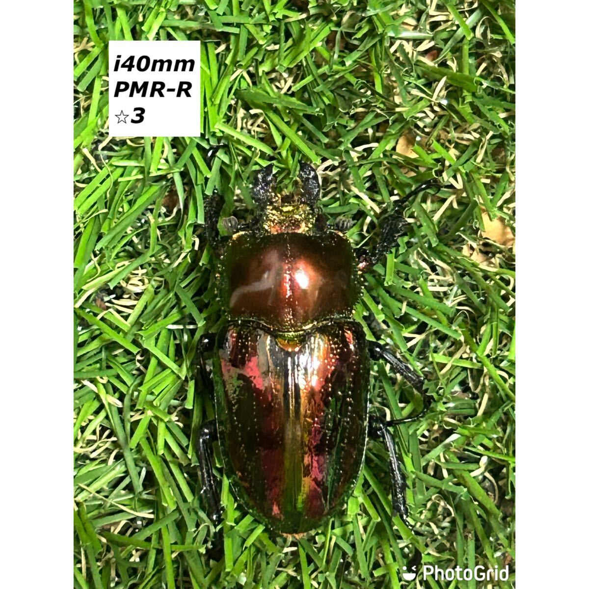 Yahoo!オークション - 【World beetle】PMR-R血統 ニジイロクワガタ ペ...