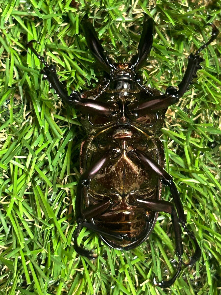 Yahoo!オークション - 【World beetle】PMR-R血統 ニジイロクワガタ ペ...