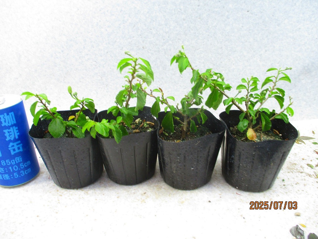 Yahoo!オークション - [讃岐屋緑兵衛] 睡蓮木 4点組 (7374)全高 13㎝