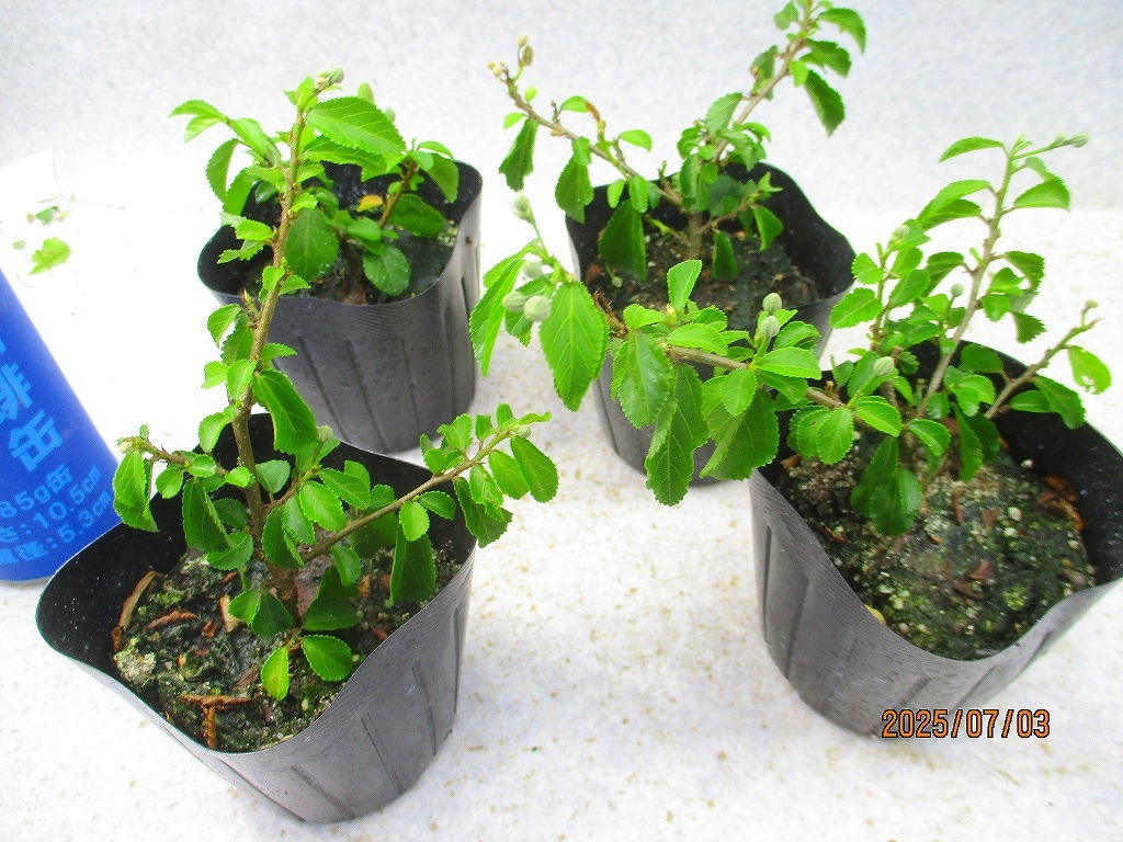 Yahoo!オークション - [讃岐屋緑兵衛] 睡蓮木 4点組 (7374)全高 13㎝